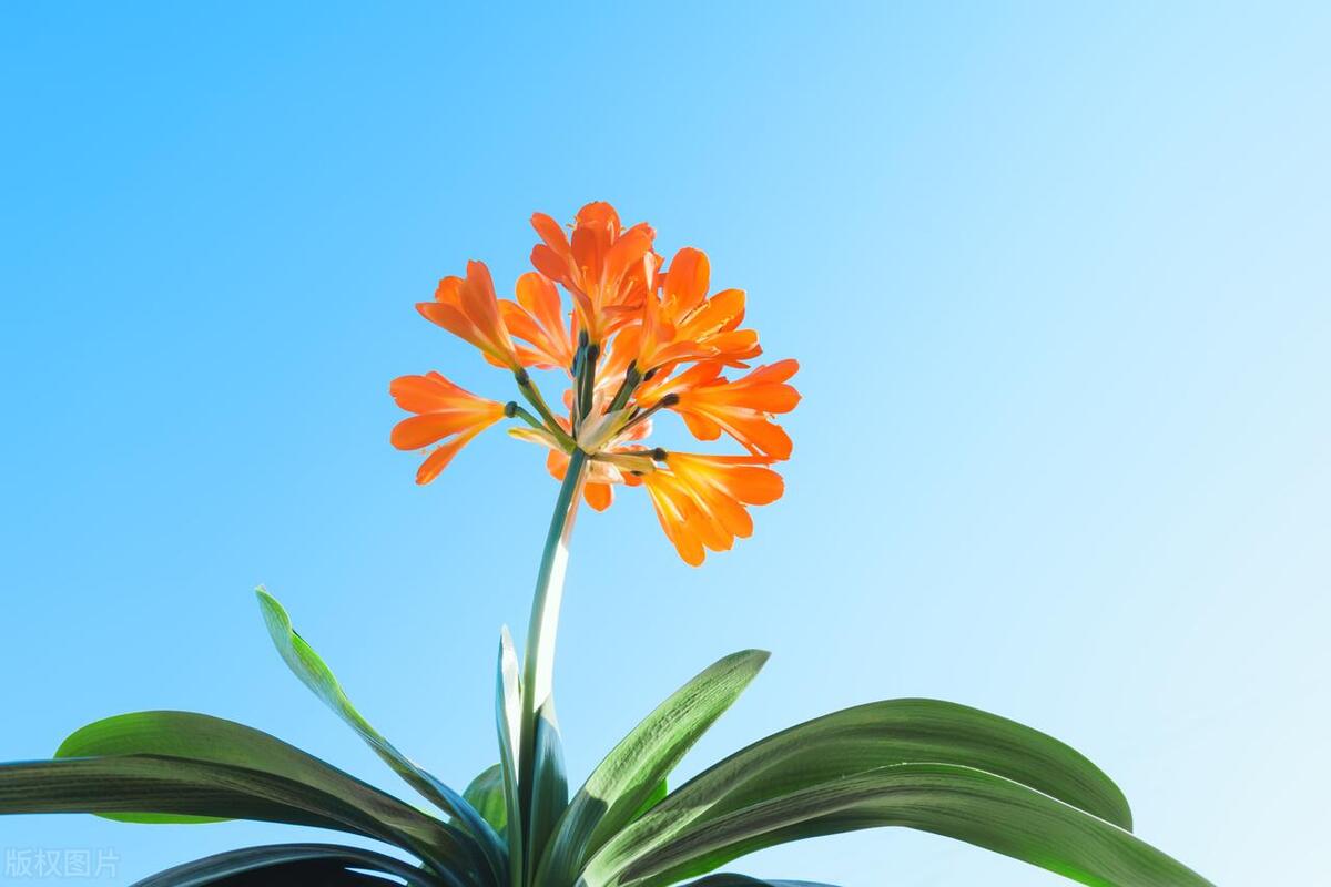 Causes and solutions for the yellowing and rot of Clivia leaves - iNEWS