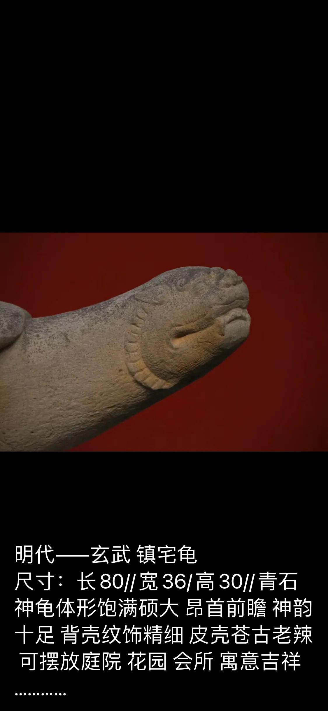 Ming Dynasty - Xuanwu Town House Turtle - iNEWS