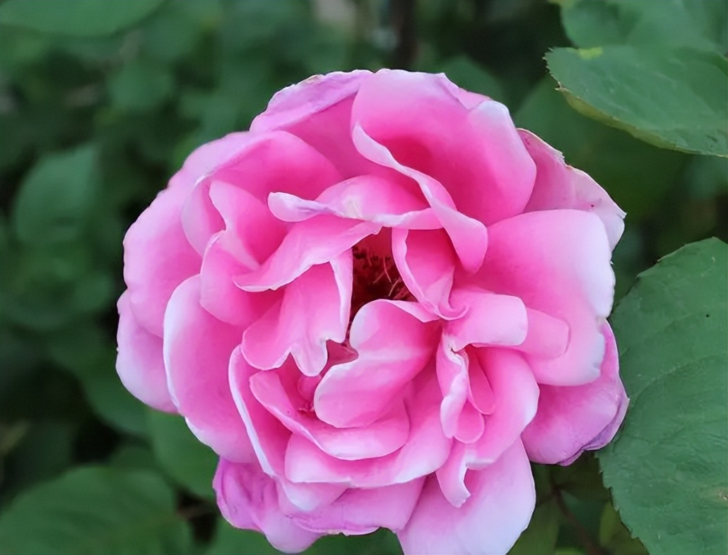 Blooming in the Language of Flowers: Exploring the Beauty and Meaning ...