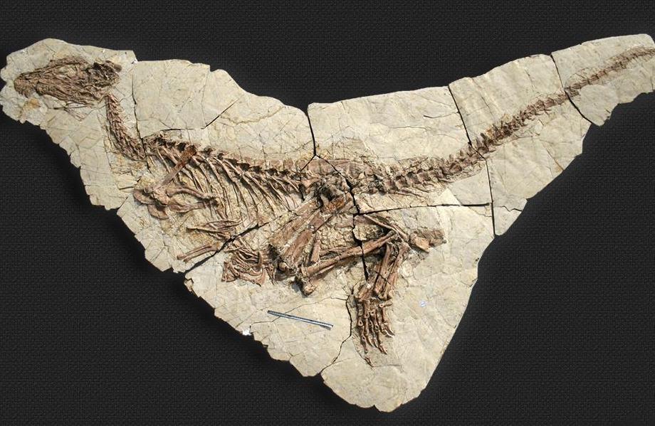 How are fossils born? An article takes you through the geological age ...