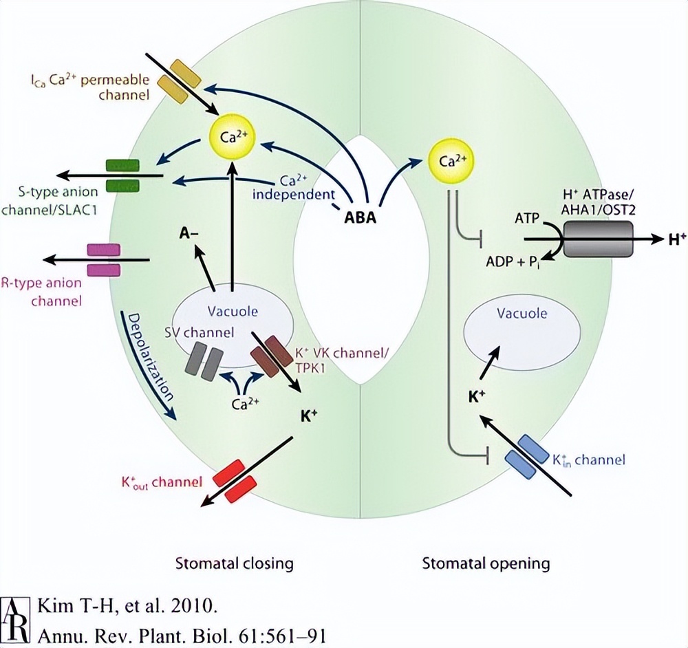 How to make plants reopen stomata after "Nature" stomata immunity ...
