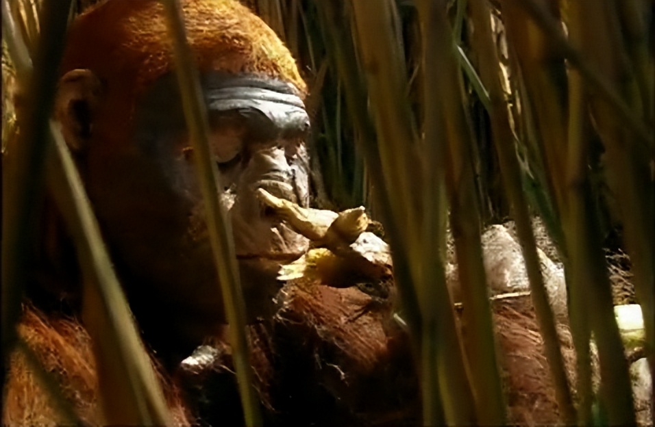 Where do humans come from?Did it evolve from ancient apes? - iNEWS