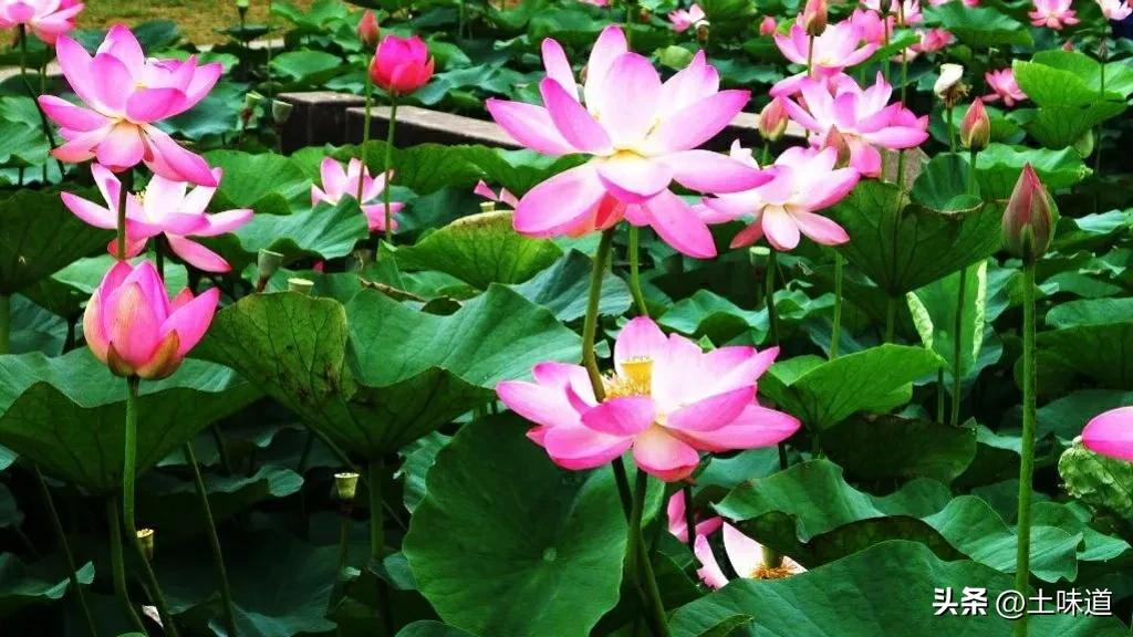 Yidelu - Reading Classics, Opening Books is Beneficial (89) - iNEWS