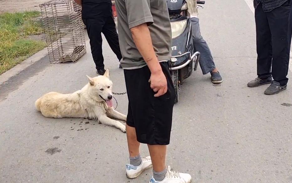 2000 or 3000 dogs were sold to 700 dog dealers. Seeing the sad look of ...