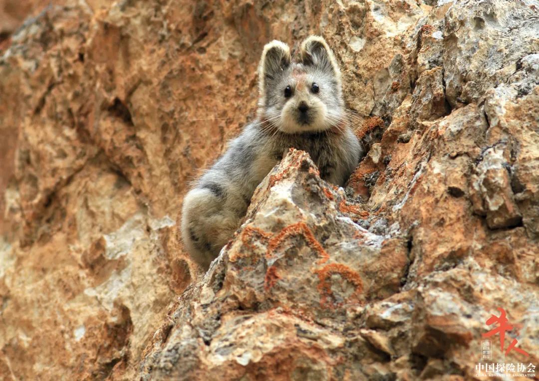 Like a mouse and a rabbit, this animal reappears in Xinjiang, eating ...