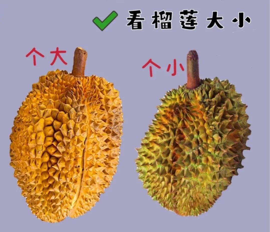 Do you really know how to pick durian? - iNEWS