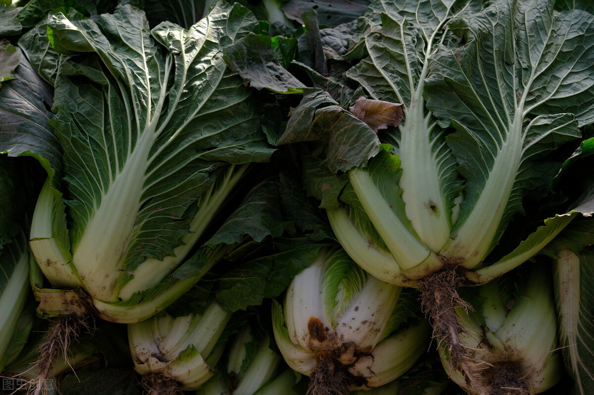 When storing cabbage in the cellar, which way is the correct posture ...