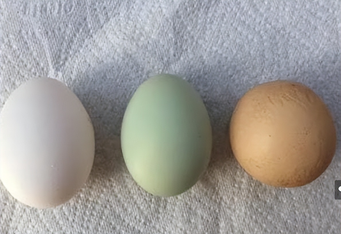 The world's rare round egg, only 1 in 1 billion eggs, has appeared in ...