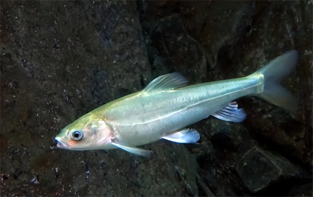 10 kinds of top edible fish in the world, how many of them come from ...