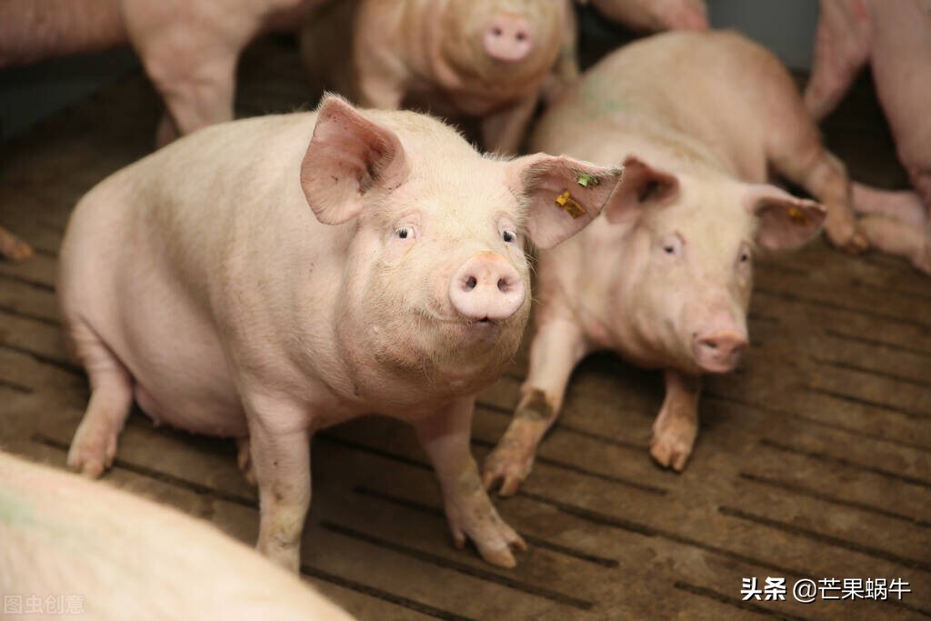 Popular Science: The strange reproduction behavior of animals, strange ...