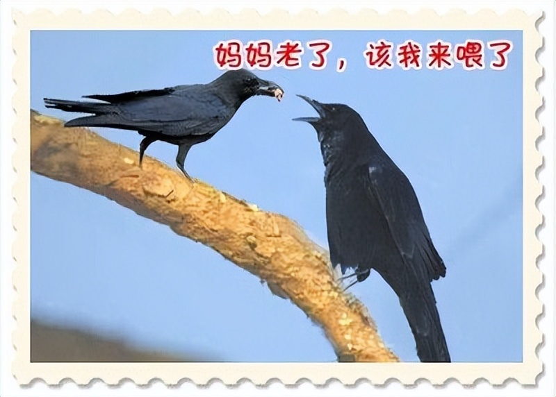 Incredible, crows bring bad luck?Why is it an auspicious bird in some ...