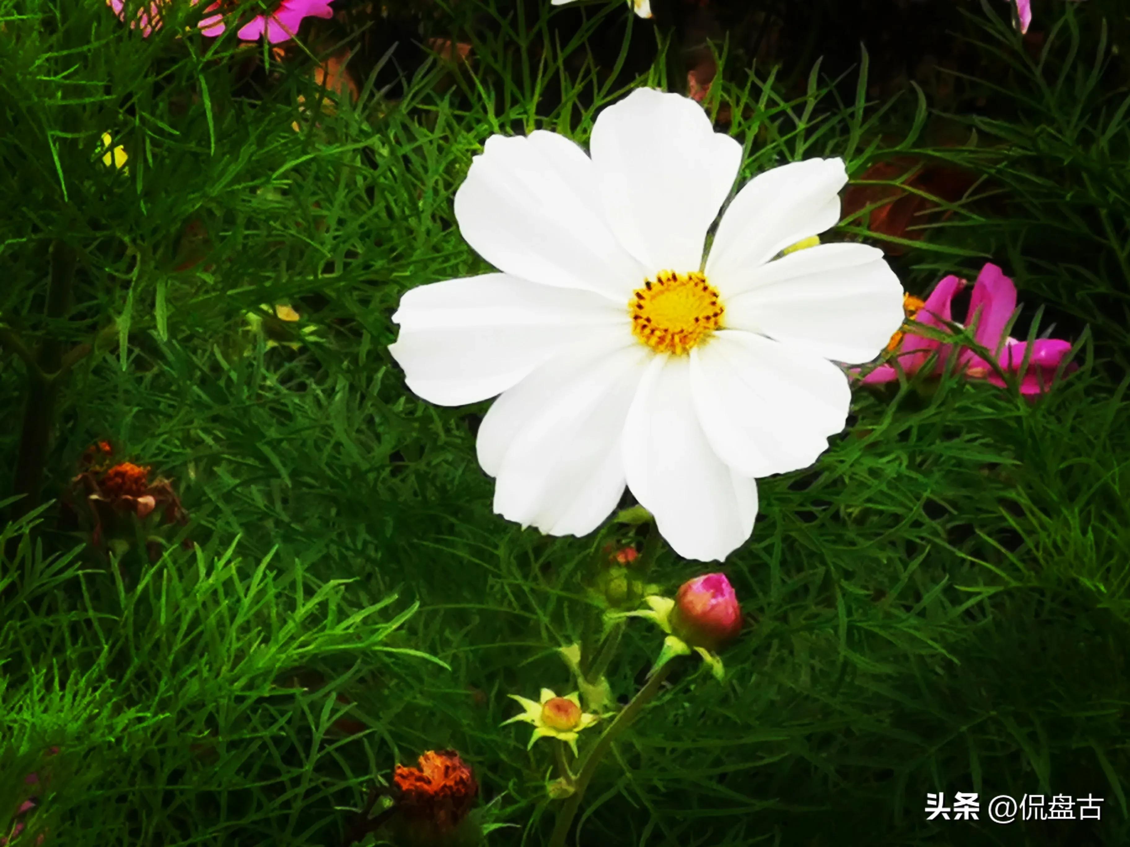 The mother-of-pearl bed and babu bed in the world of "Jin Ping Mei ...