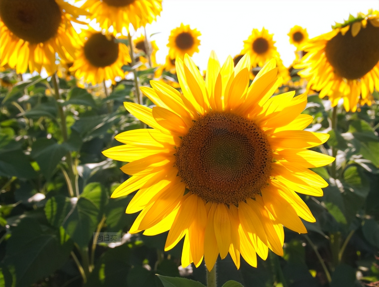 Sunflower cultivation, do not prune arbitrarily, it is easy to not ...