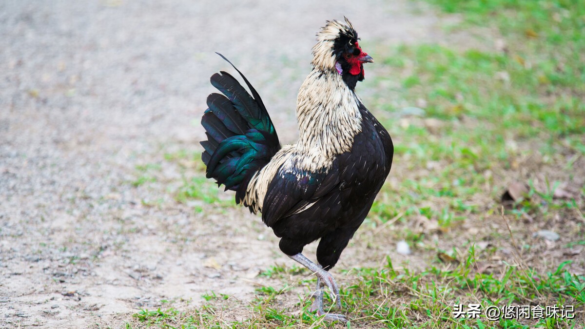 Top 6 Famous Chickens in China - iNEWS
