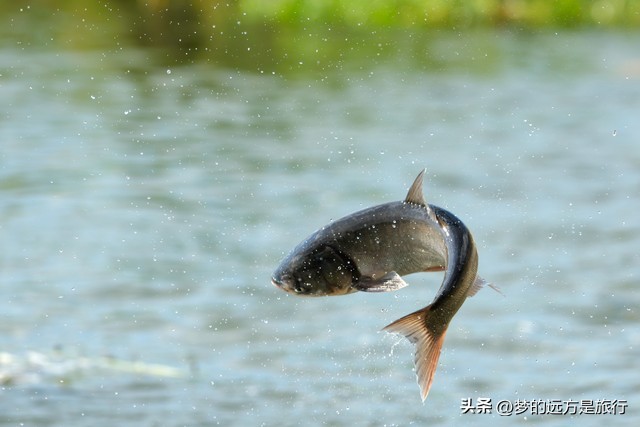 The fish's memory is only seven seconds? A few rumors that have ...
