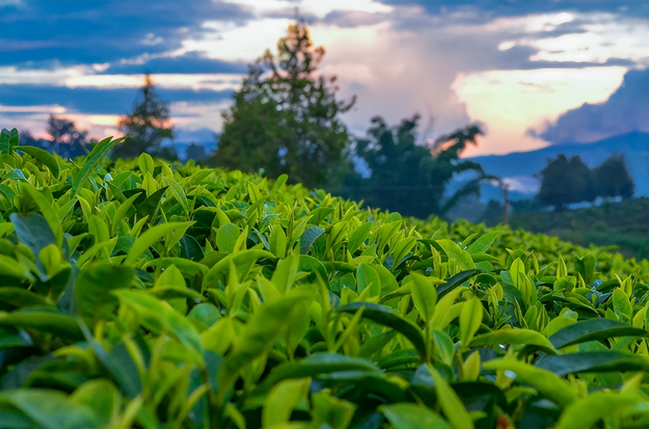 What are the top 10 famous teas in China?Do you have tea from your ...