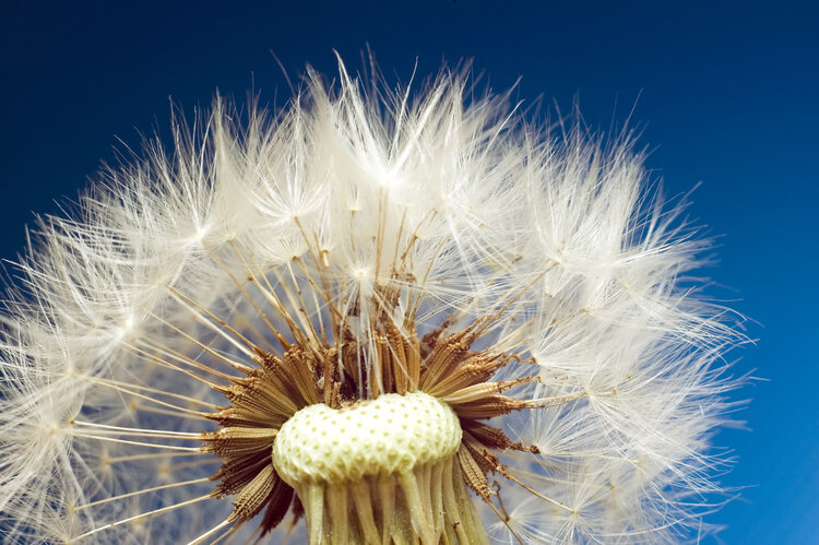 Dandelion can kill cancer cells, treat thyroid cancer, science or rumor ...