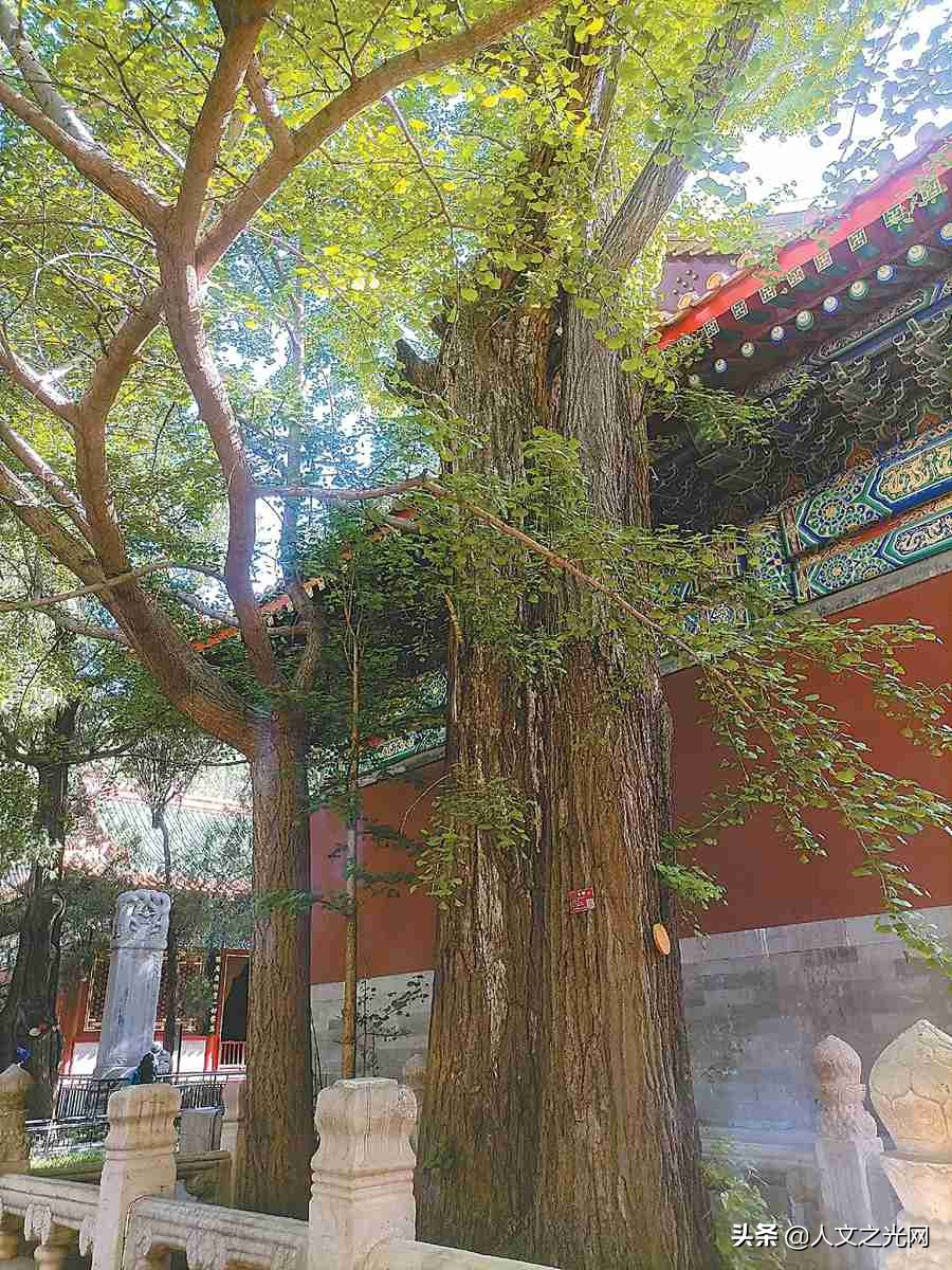 The Story Behind the Famous Trees of the National Botanical Garden——The ...