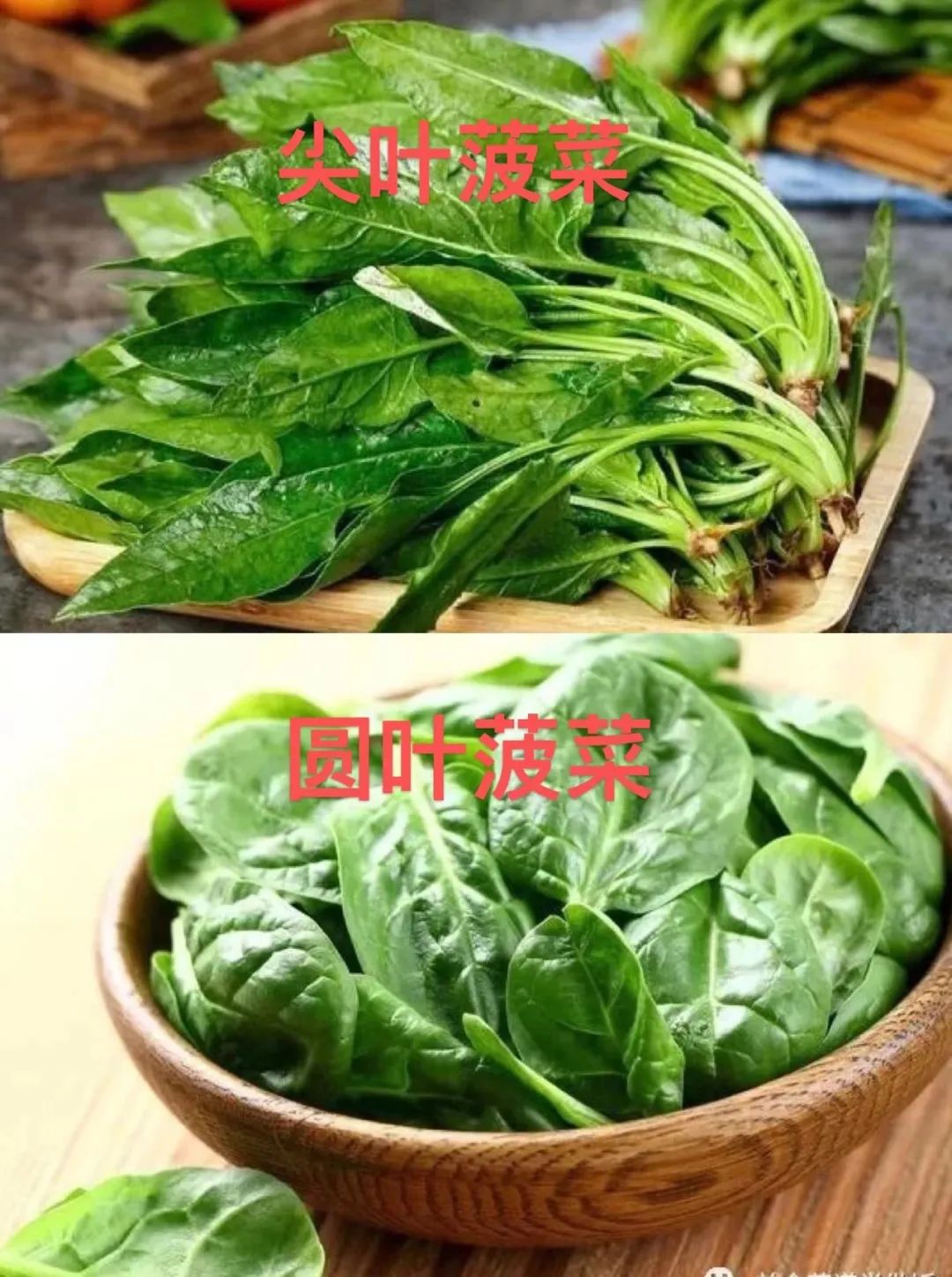 "Red-billed green parrot" is actually a vegetable? - iMedia