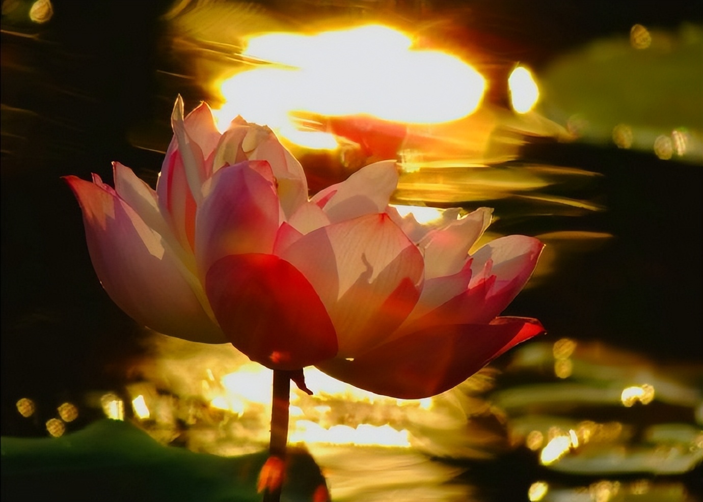 Appreciation: Summer Solstice is as Beautiful as Flowers Summer ...