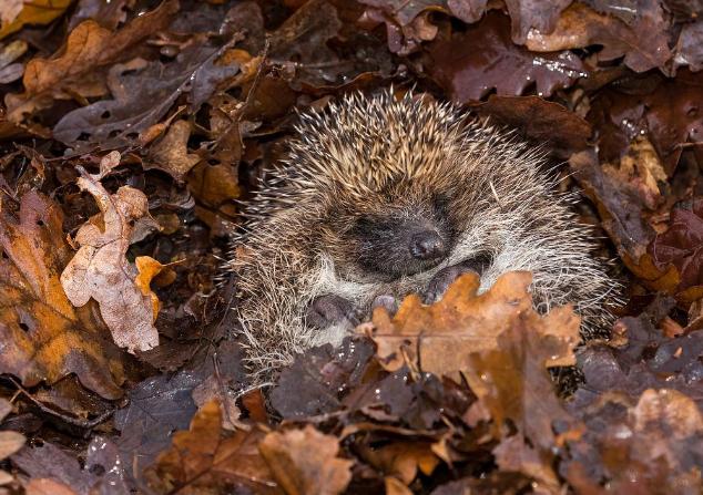 The Winter Olympics of Wild Animals: Migration, hibernation, and cold ...