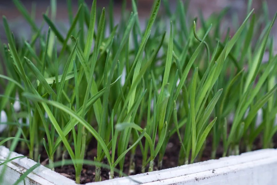 Chives are warm in nature. You might as well eat some leeks in spring ...