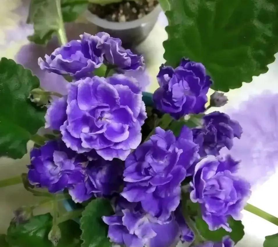 Put 4 kinds of fragrant flowers indoors, sterilize and remove odor ...