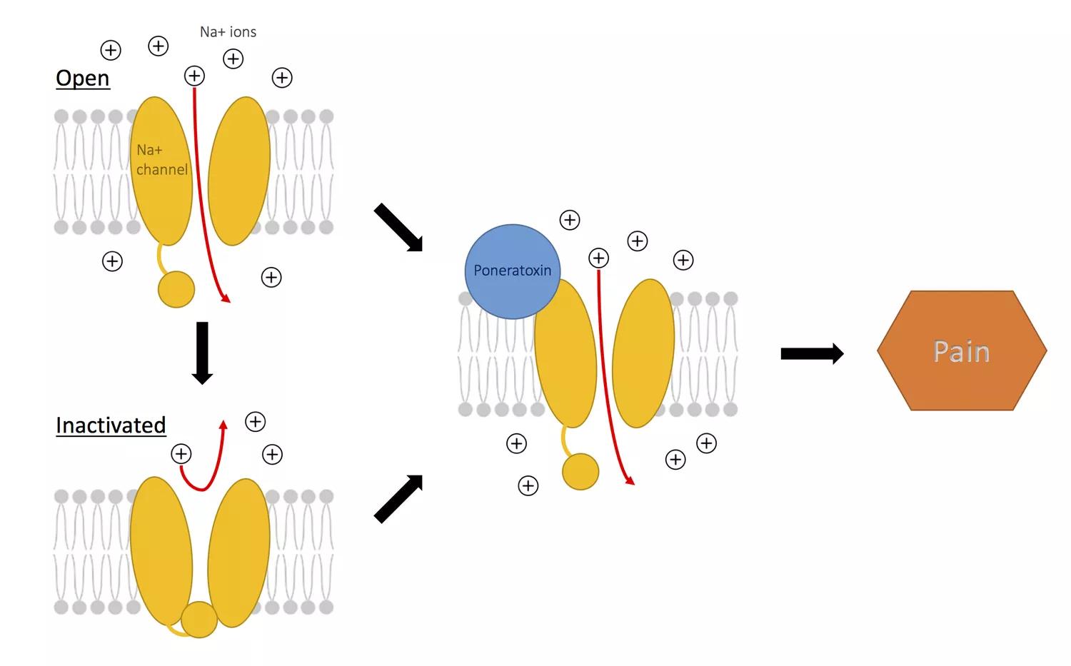 Bullet Ants: The World's Most Painful Sting Insect - iNEWS