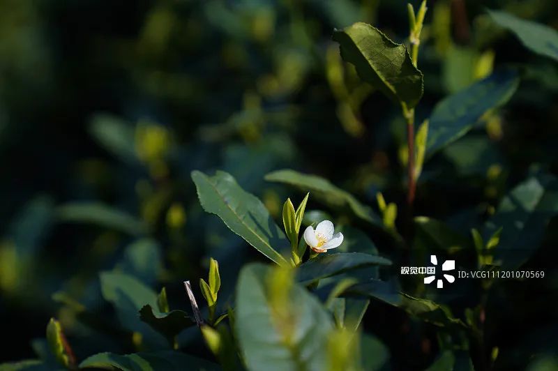 Tea picking season is here! I want to go to Hangzhou Longwu, soak in ...