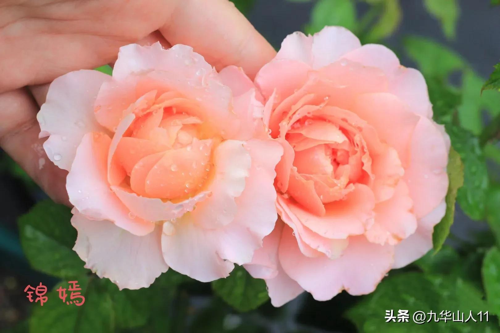 Sirius rose will release several new roses this year - iMedia