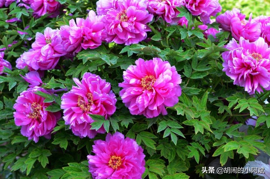 The precautions for planting peony and the method of reproduction ...