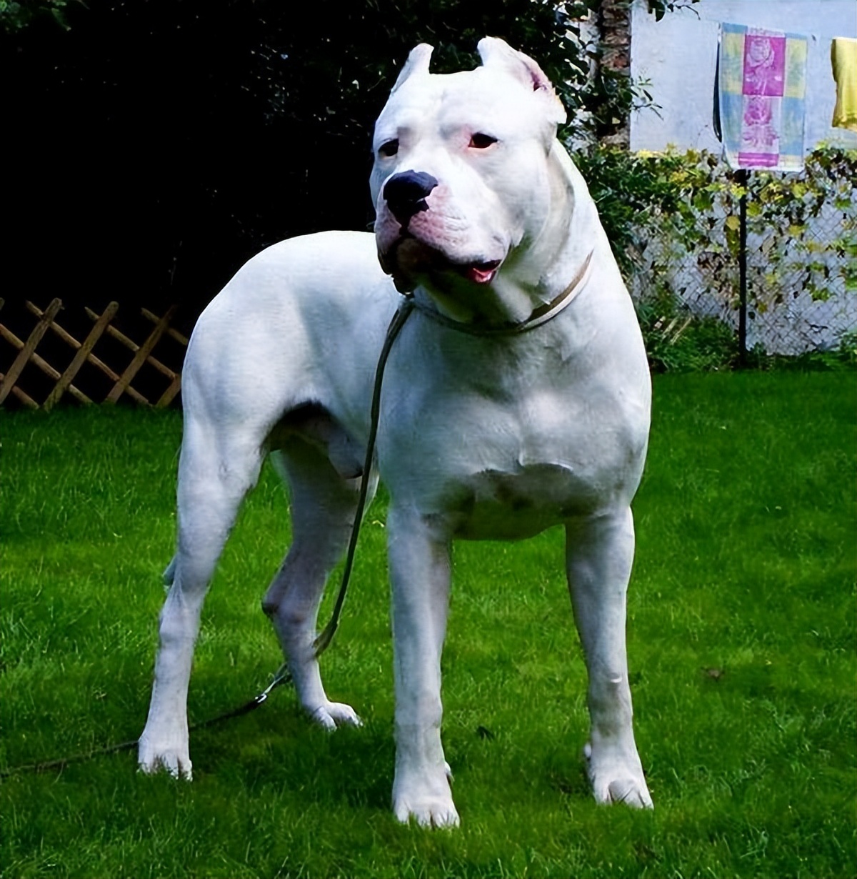Which of these ferocious "vicious dogs" are you most afraid of? - iNEWS