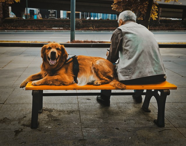 The dog that grew up eating human flesh: the bloody years behind it ...