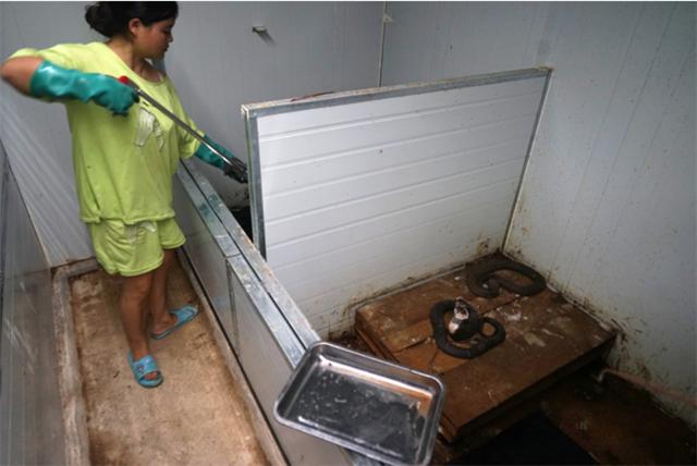 Snake-raiser in Guangxi: Snake bites are the most common and most ...