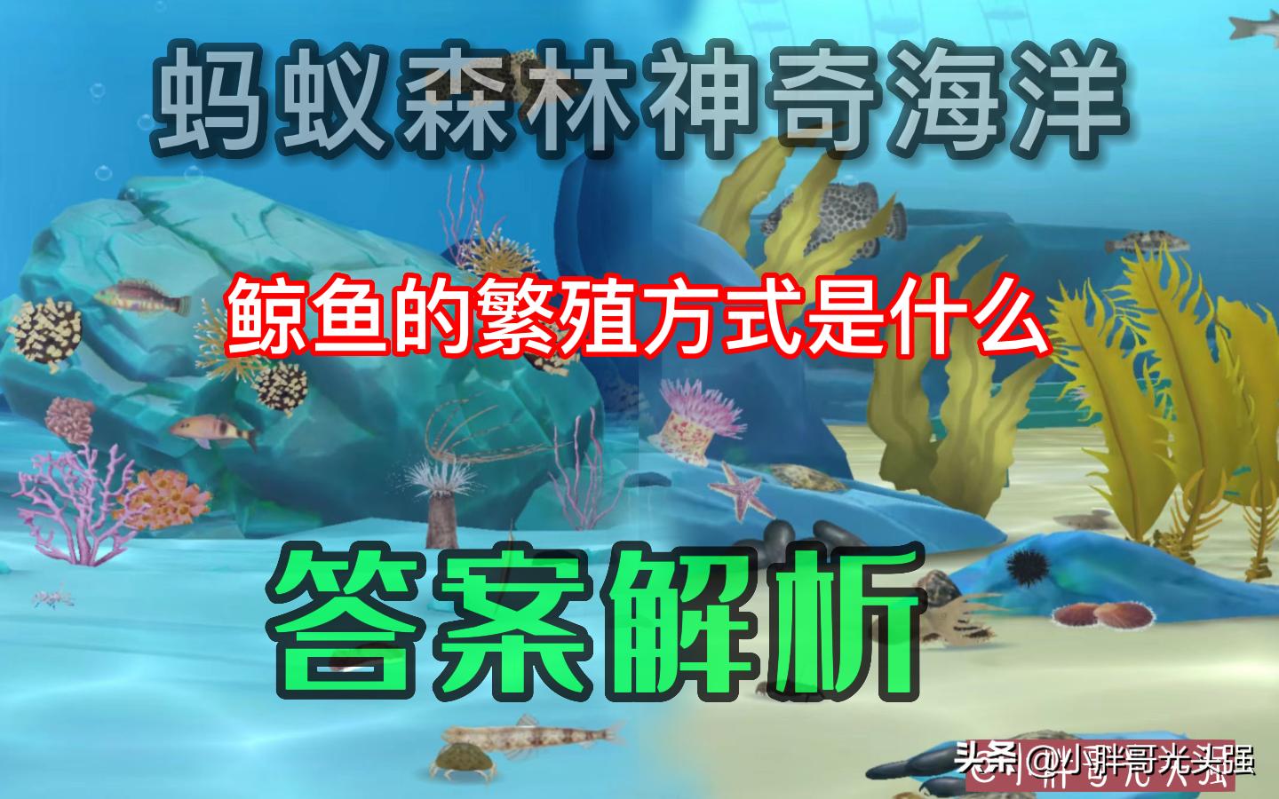 How do whales reproduce? Ant Forest Magical Ocean - iNEWS