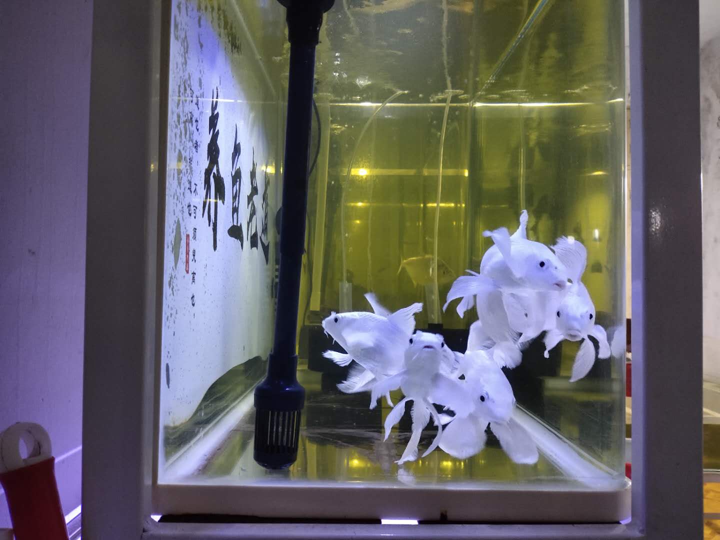 Since the water goblin can handle the water quality of the fish tank ...