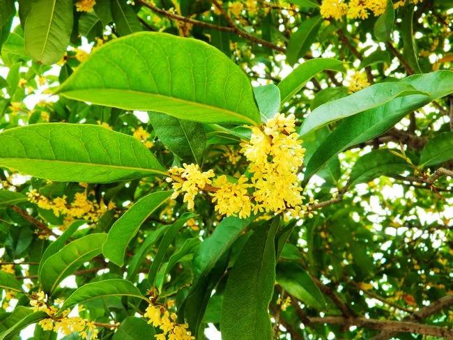 There is a rural saying: "Plant 5 trees in the yard, and the children ...