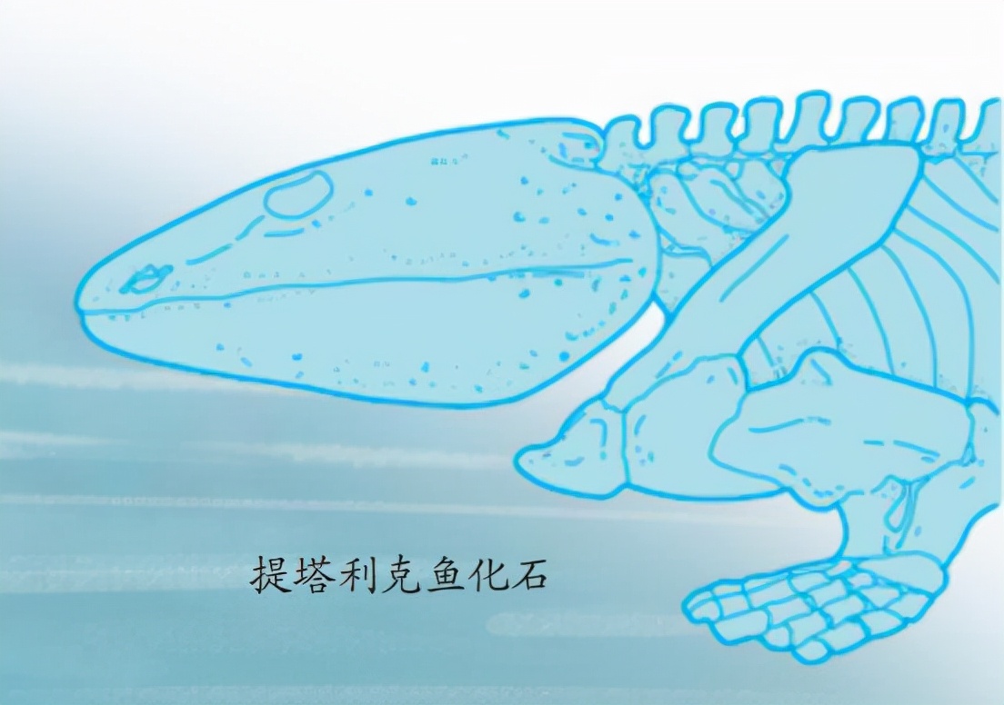 The earliest primitive amphibian——Ichthyosaurus - iNEWS