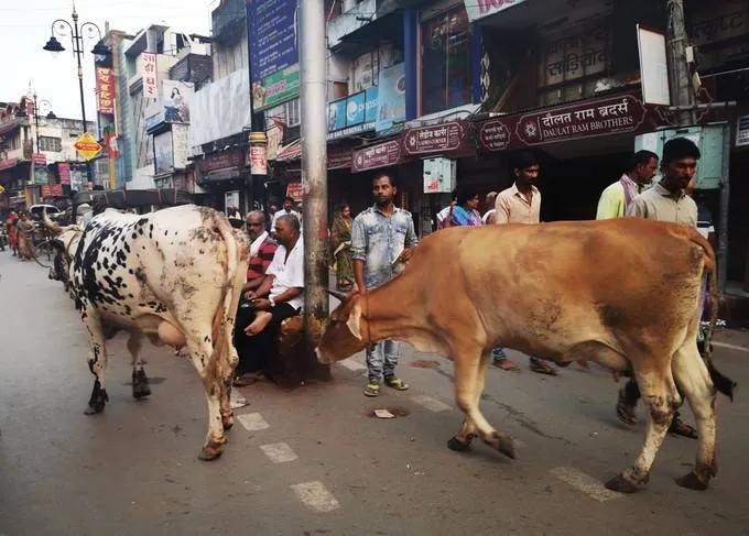 The origin of the sacred cow in India, why is it called the sacred cow ...