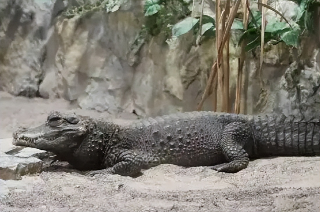 The smallest crocodile in the world - iMedia