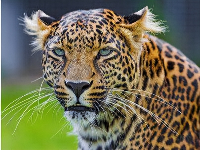 Zanzibar leopard becomes a rare species living only on the main island ...