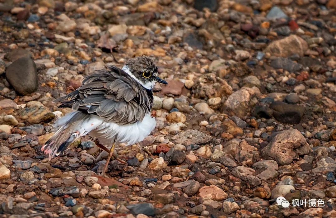 On the banks of the Guitang River, a new bird species (one) was ...