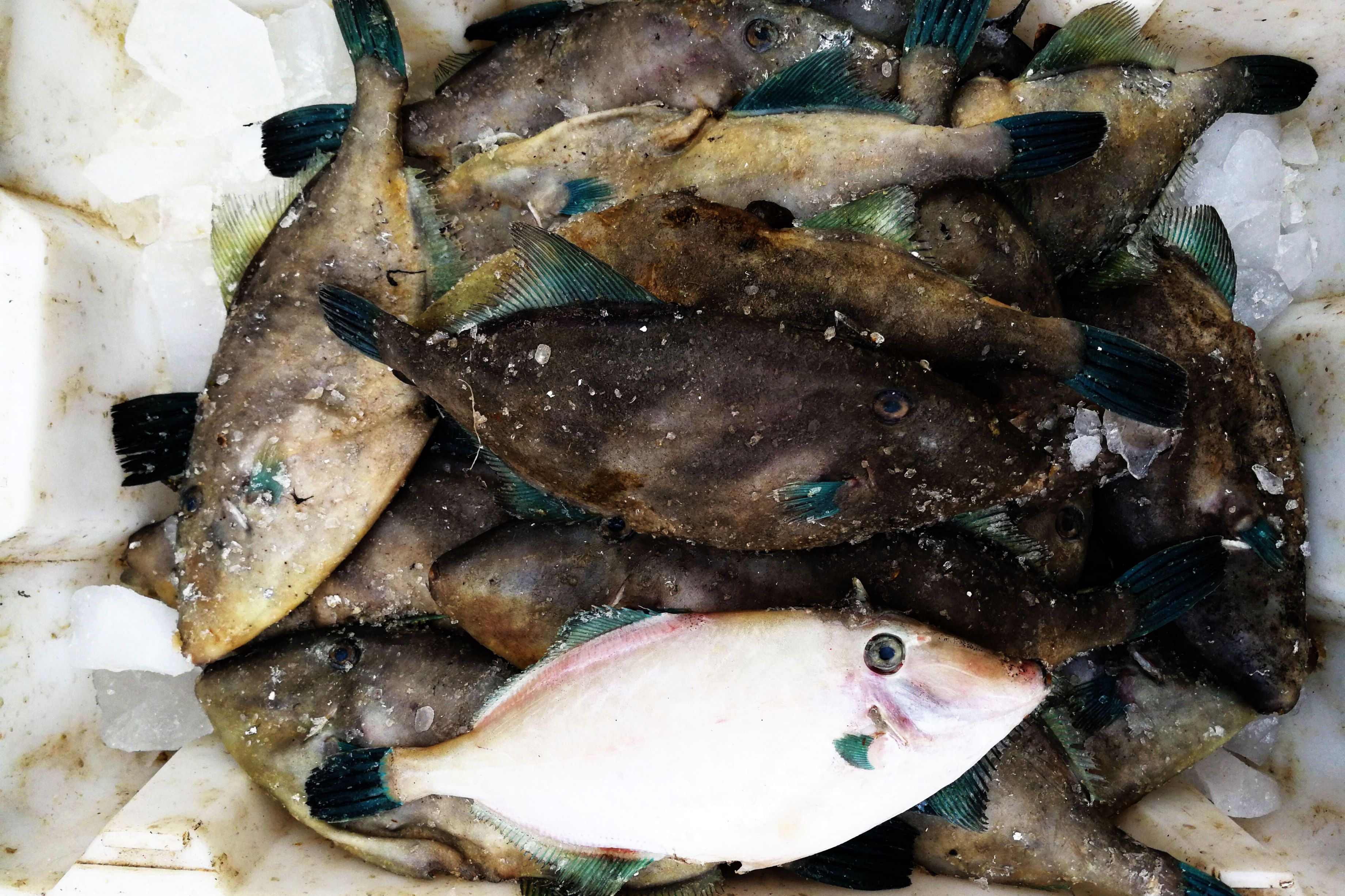 In 2010, migrant workers in Sanya caught a "strange fish", which was ...