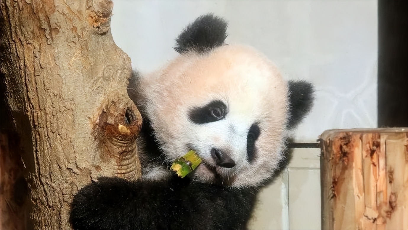 Pandas who cannot return to China, the controversy over the migration ...