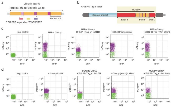 Talk about the "variable" application of CRISPR/dCas9 system (2) - iNEWS
