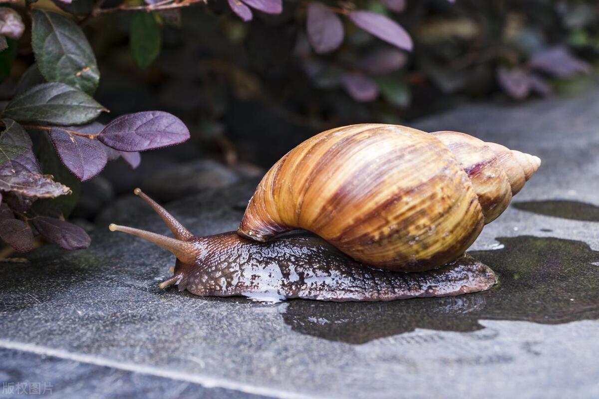 Why can't the big African snail be touched by hand? It is known as the ...