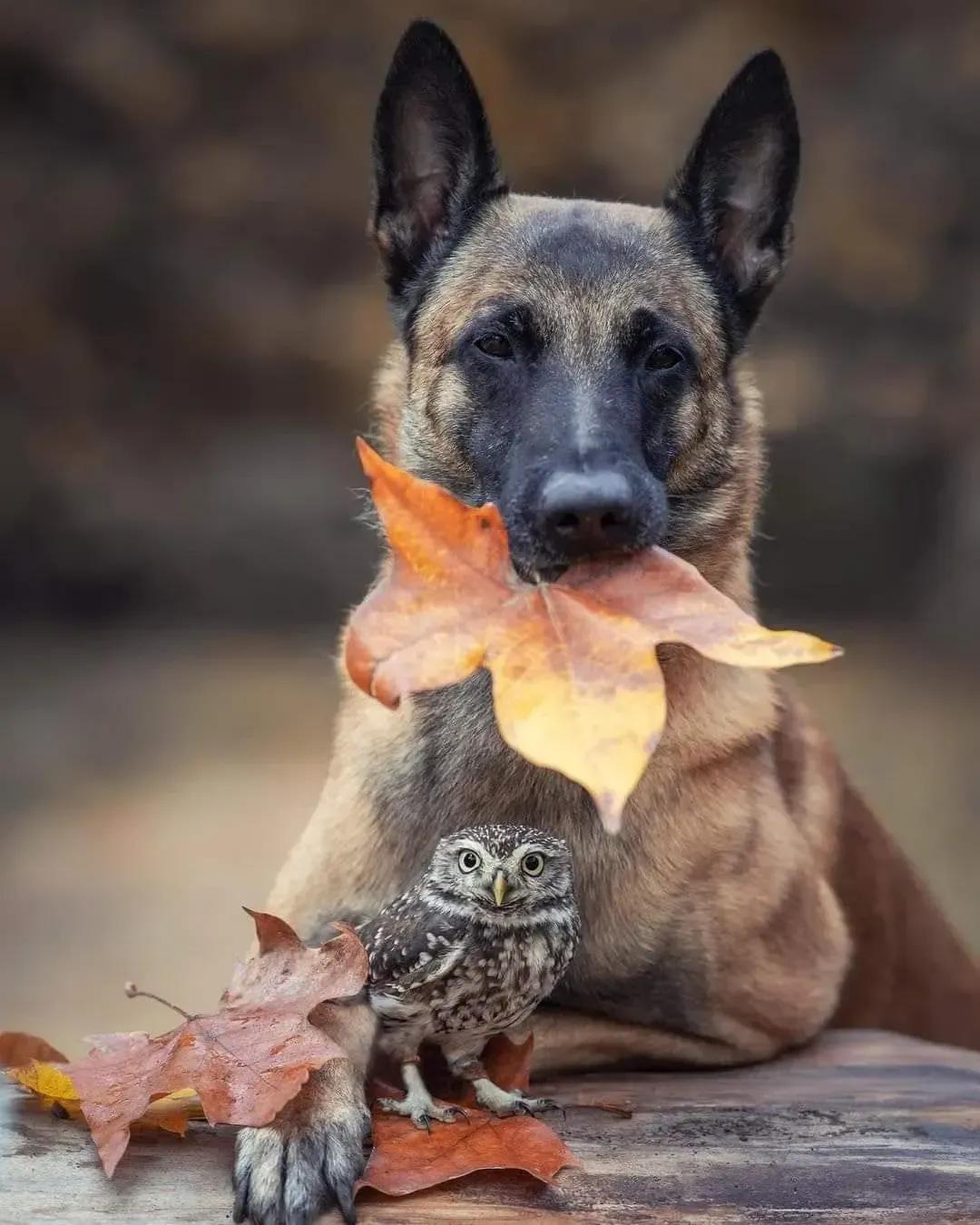 Animals also have harmonious photos - iNEWS