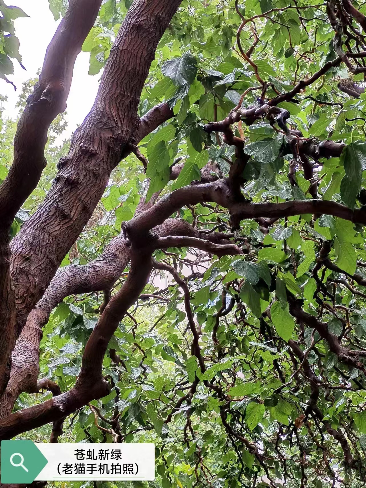 Yang Chengbin and Yang Yanhua's brother and sister group poems: 7 poems ...