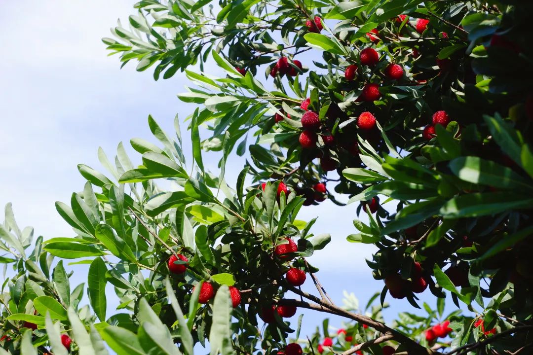 Fruity garden!Immersive experience of "sweet sweet" bayberry, really ...