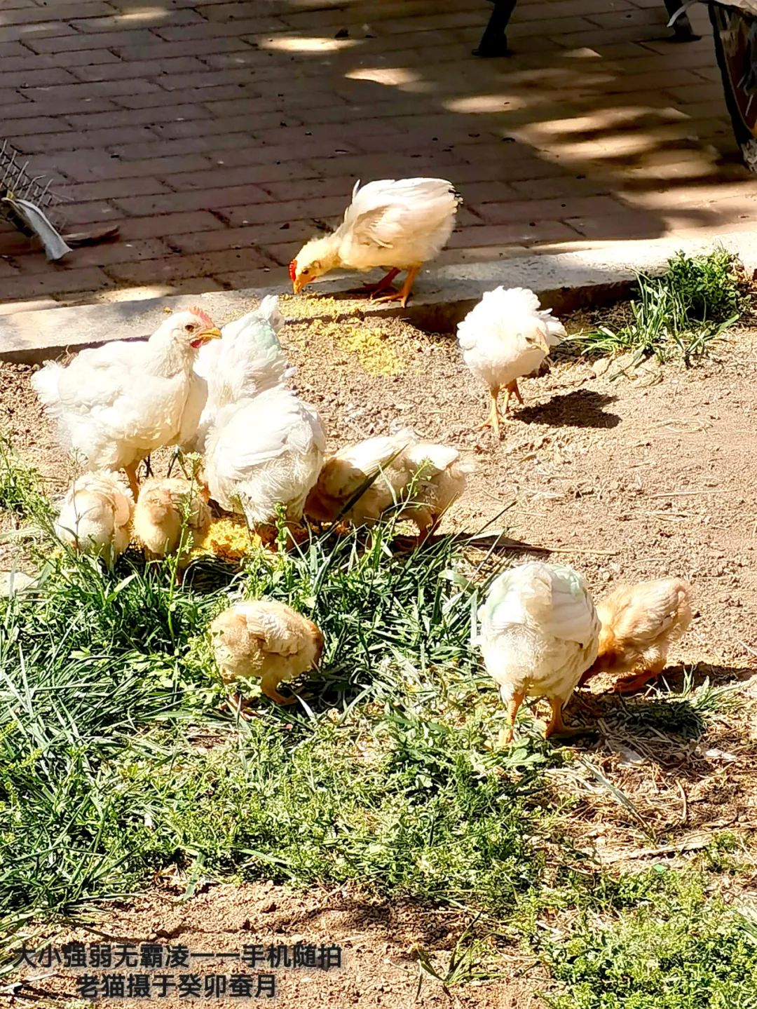 Deng Guizhen Liu Bomei Yang Yanhua Su Yi Tang Yunhua Xu Chunqi Gu ...